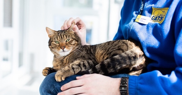 How to Play - Dorset Cat Centre - Dorset Easter Raffle 2025 - Are You ...